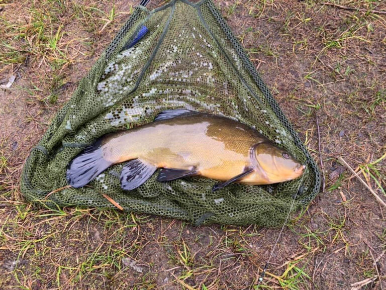 Linask | Linaski püük | Kogu info linaskist | Kalafoorum - Kalapüügi ...