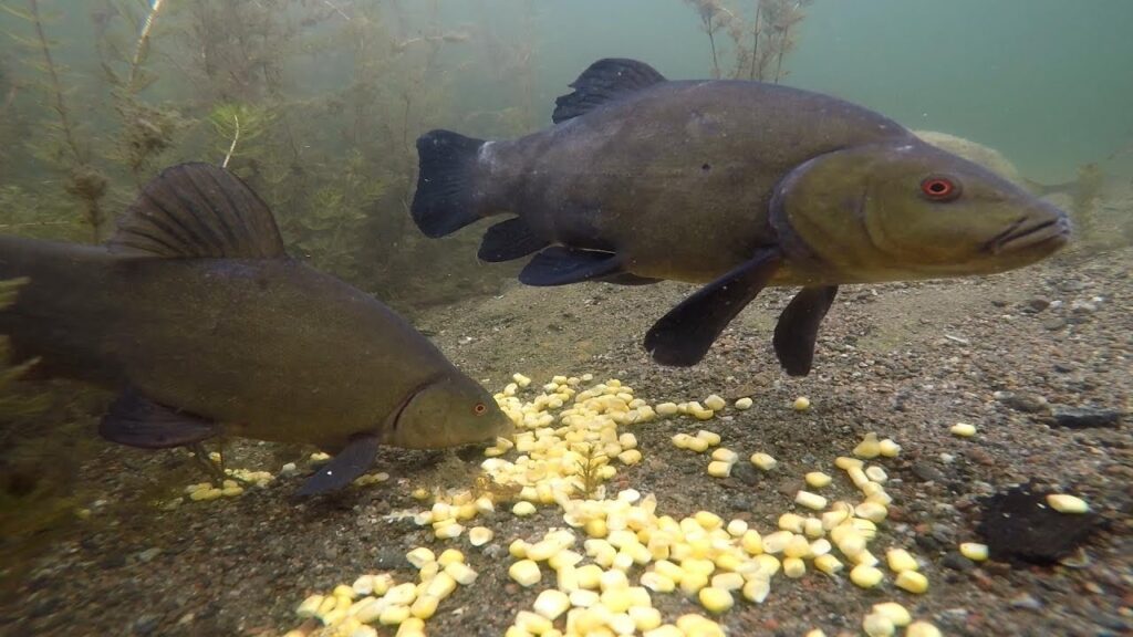 Linask | Linaski püük | Kogu info linaskist | Kalafoorum - Kalapüügi ...